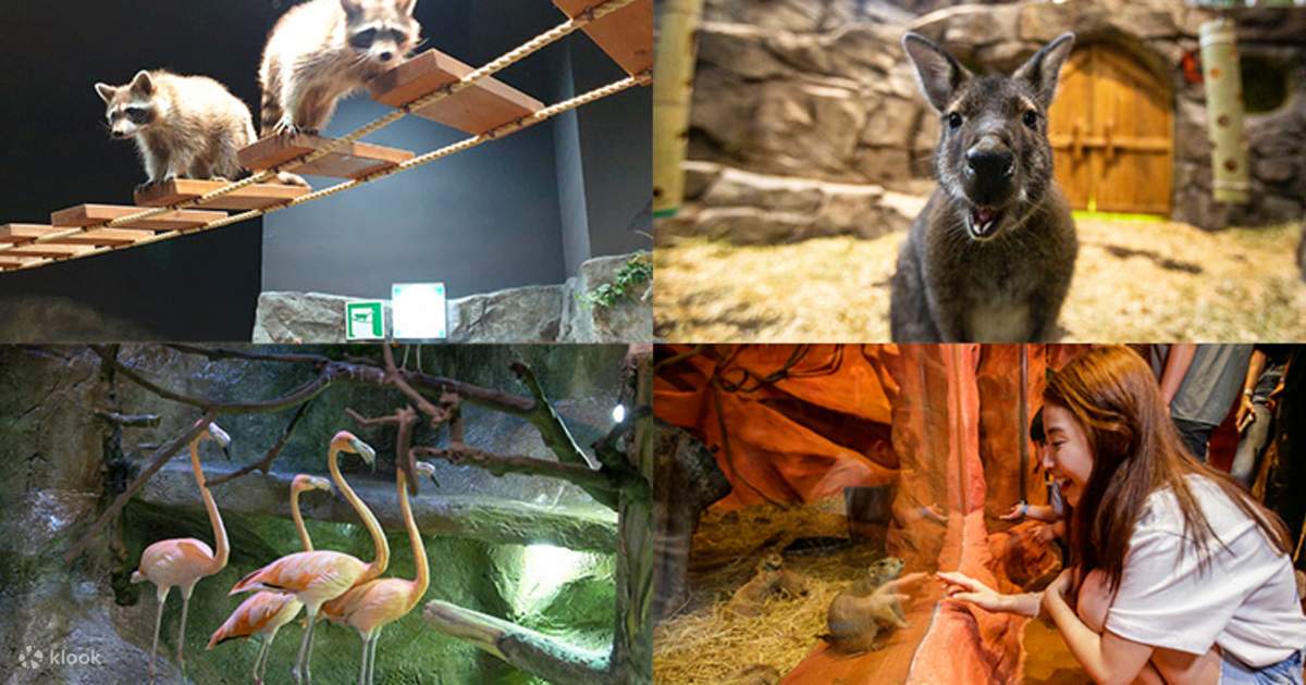 [Kook] Seoul Zoolung Zoolung Indoor Animal Theme Park - Klook